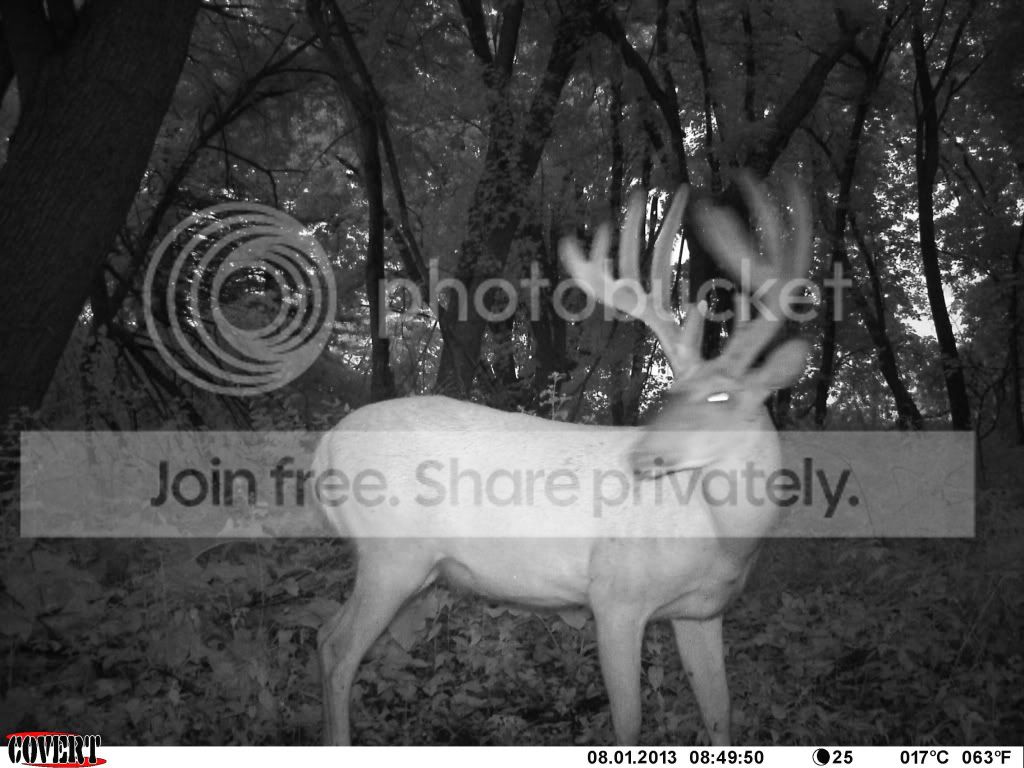 Meet my target buck for this season | Page 7 | Archery Talk Forum