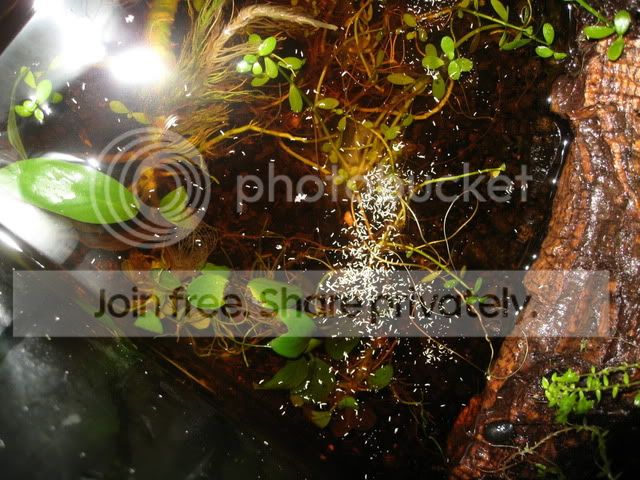 Springtails Swarming on Water's Surface | Dendroboard