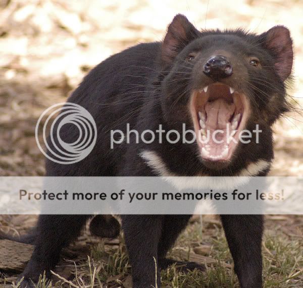 Eka's Portal • View topic - Taz Mania vore.